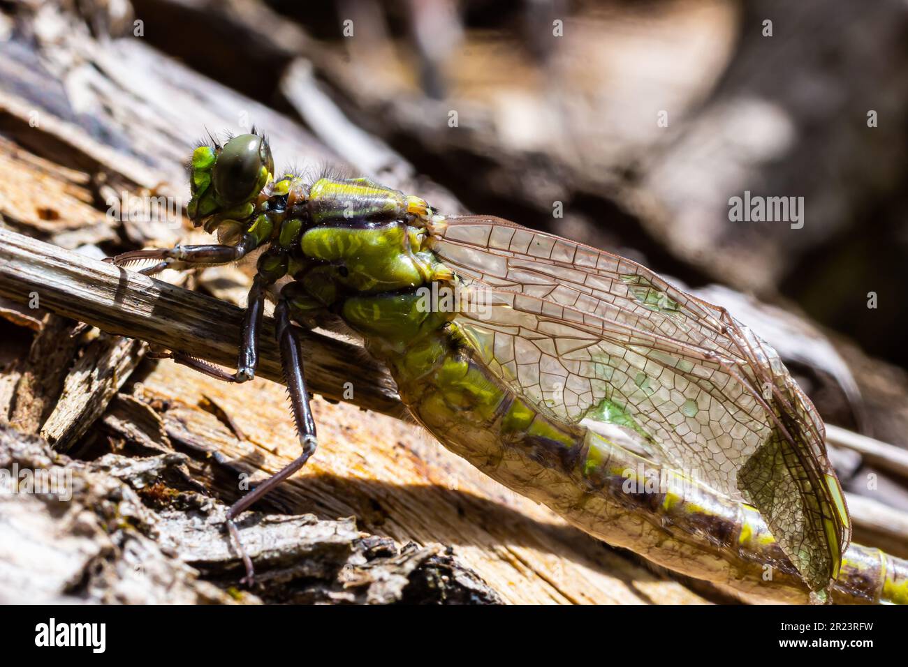 Dragonfly Gomphus vulgatissimus in front of green background macro shot ...