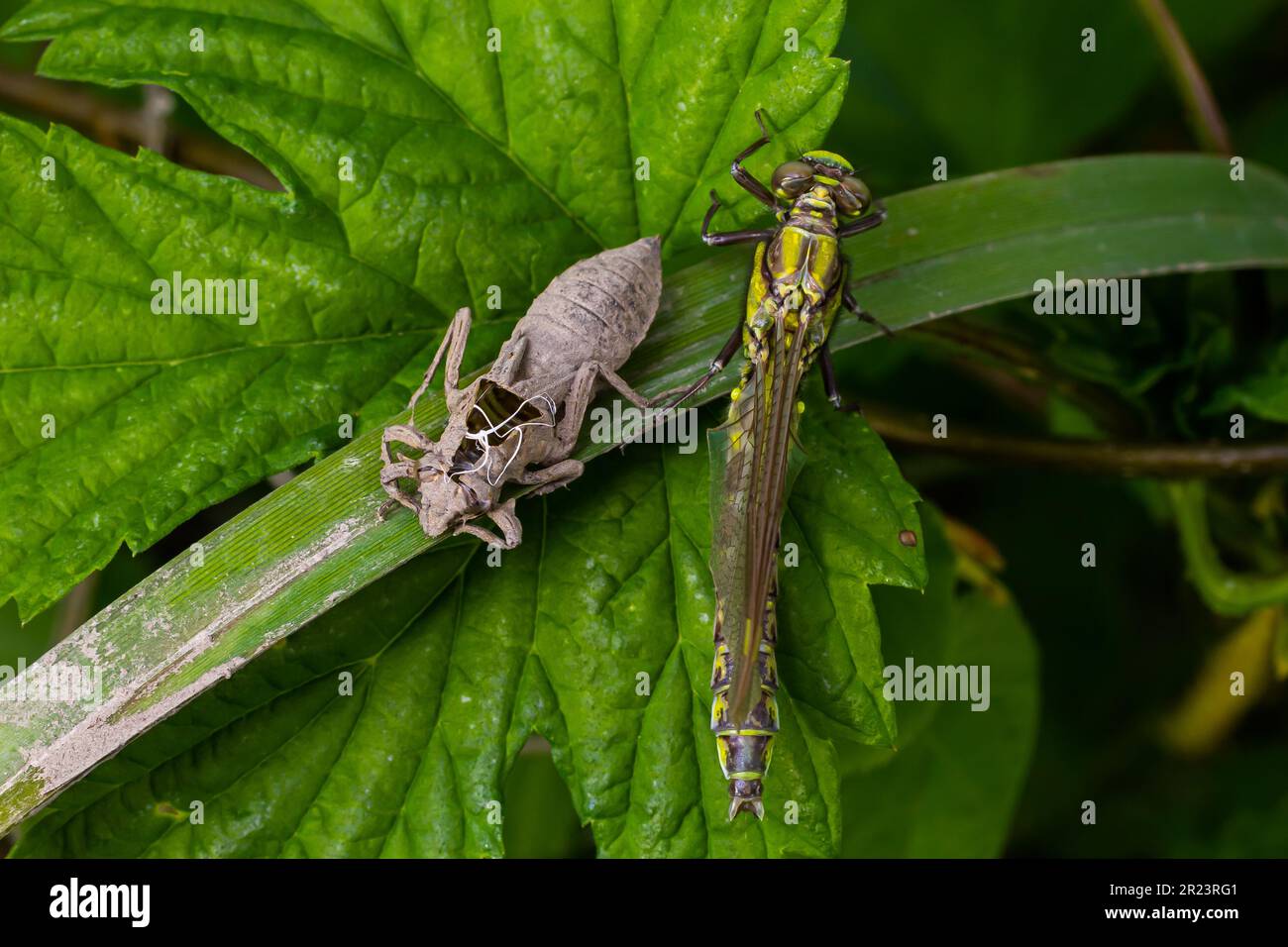 Larval dragonfly grey shell. Nymphal exuvia of Gomphus vulgatissimus ...