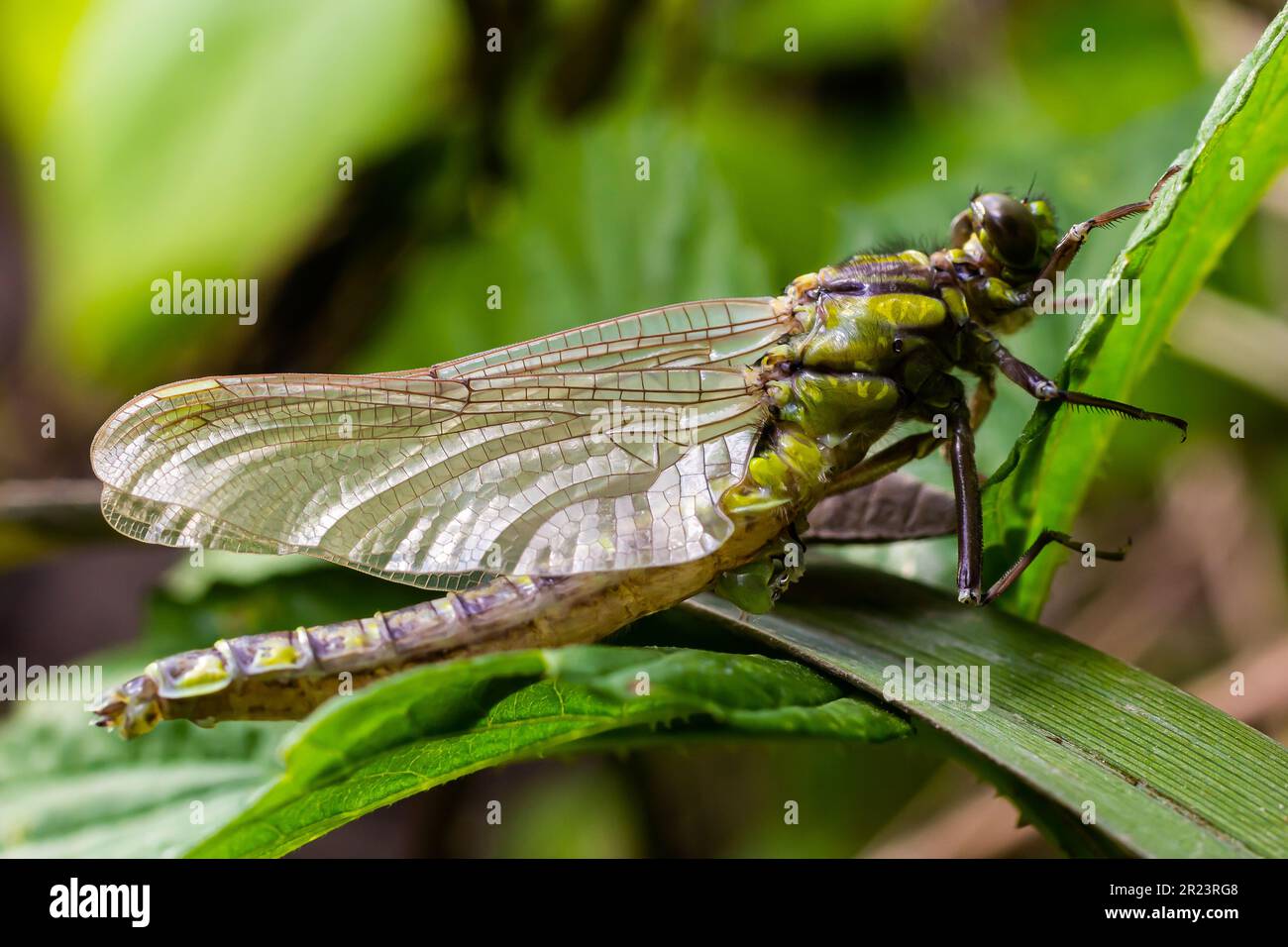 Dragonfly Gomphus vulgatissimus in front of green background macro shot ...