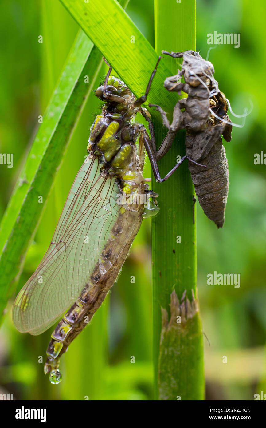 Larval dragonfly grey shell. Nymphal exuvia of Gomphus vulgatissimus ...