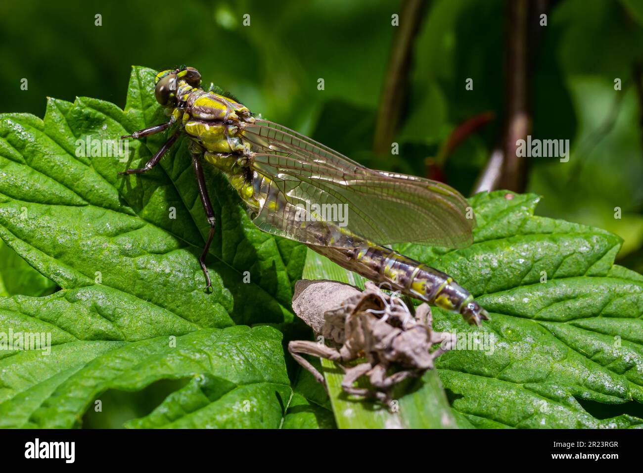 Larval dragonfly grey shell. Nymphal exuvia of Gomphus vulgatissimus ...