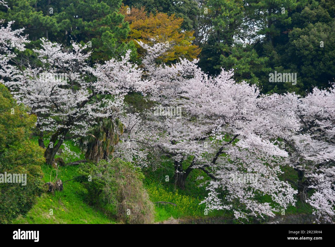 Cherry blossom season in Tokyo, Japan. Watching the cherry blossoms ...