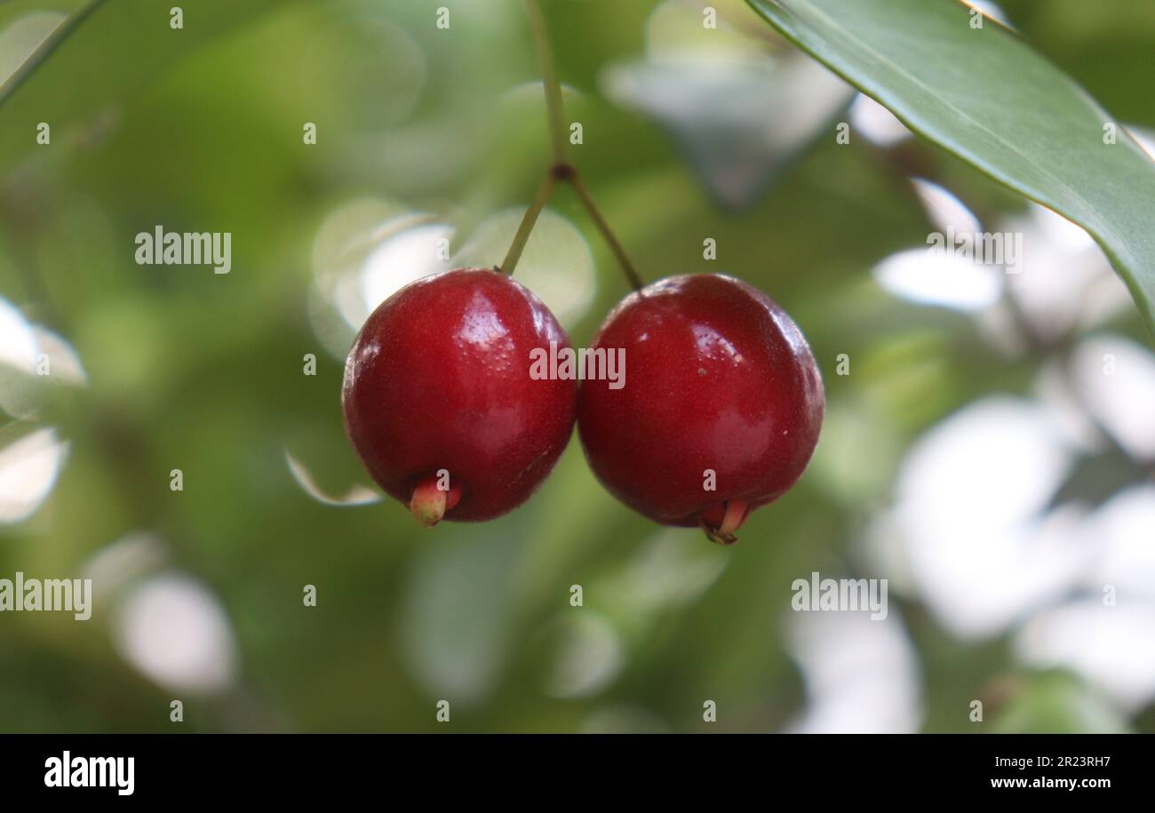 Barbados chery hi-res stock photography and images - Alamy