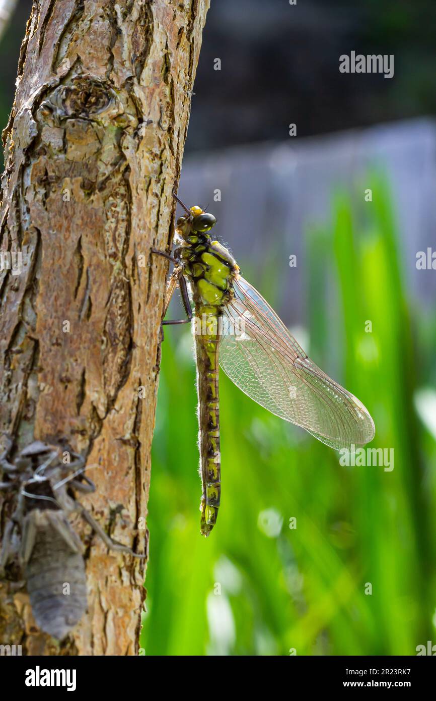 Larval dragonfly grey shell. Nymphal exuvia of Gomphus vulgatissimus ...