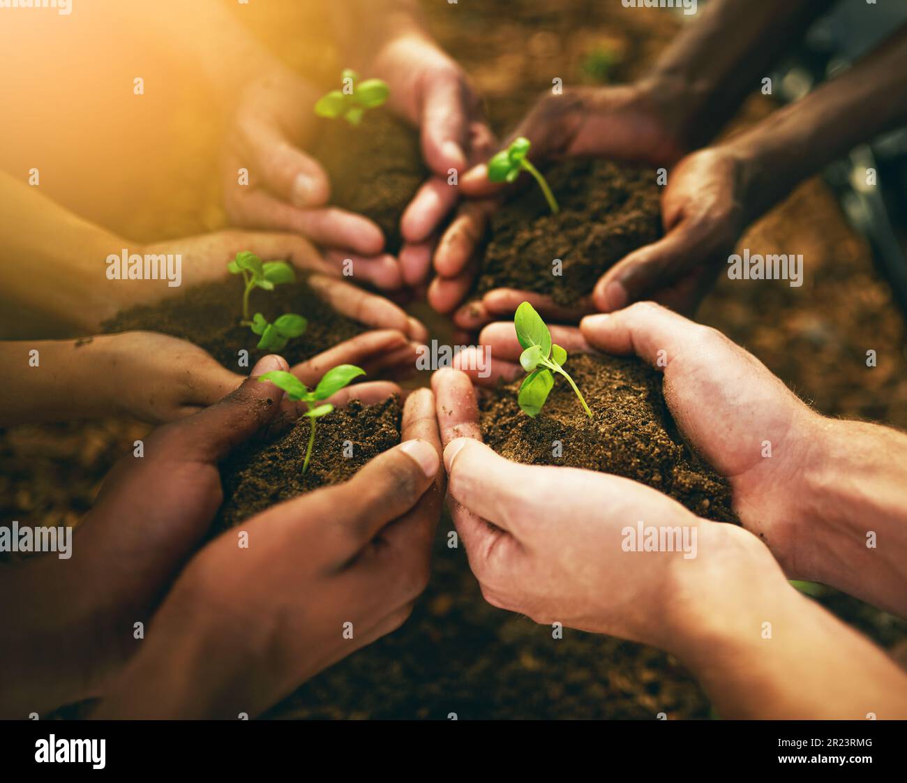 Plant, sustainability and soil with hands of people for teamwork, earth ...