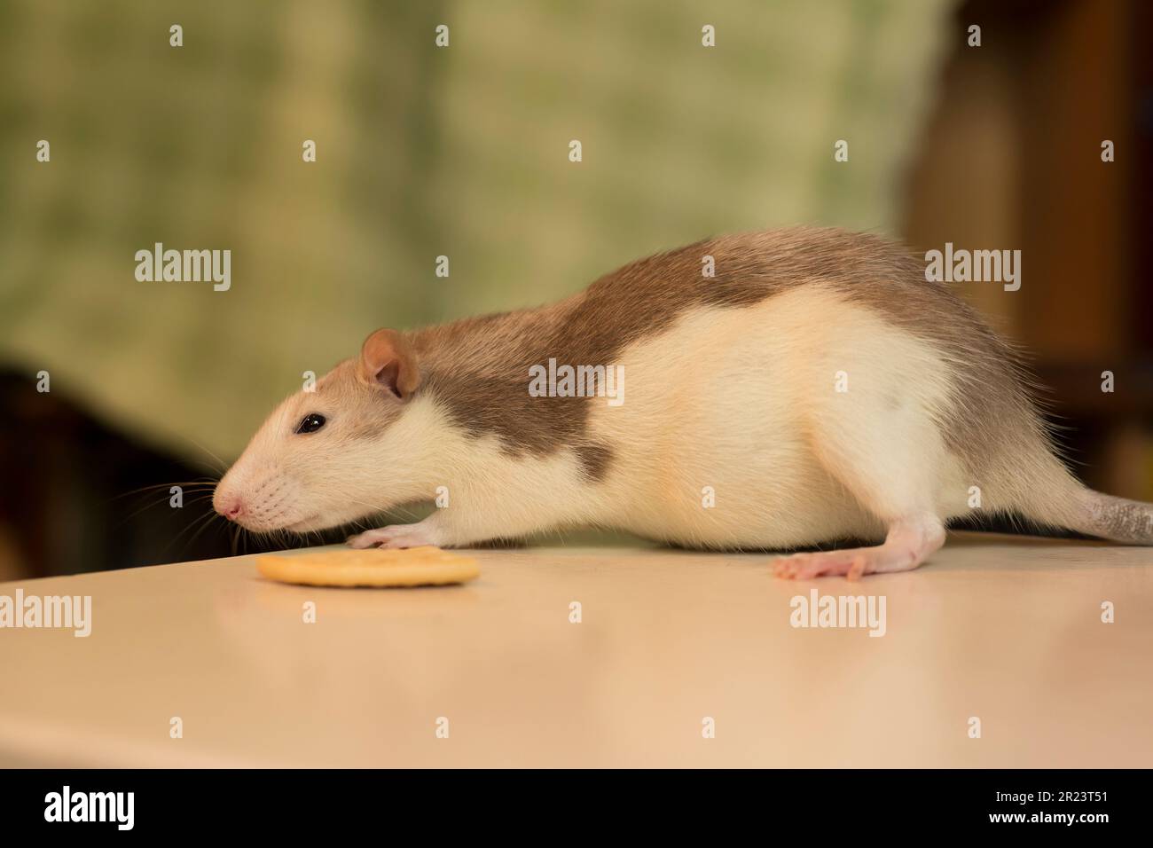 Little cute fluffy domestic rat Stock Photo - Alamy