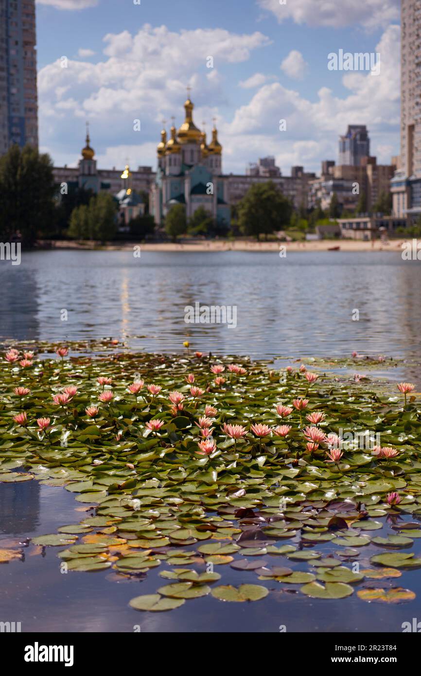 Beautiful Kiev city park lake of lotuses with many multi-colored water ...