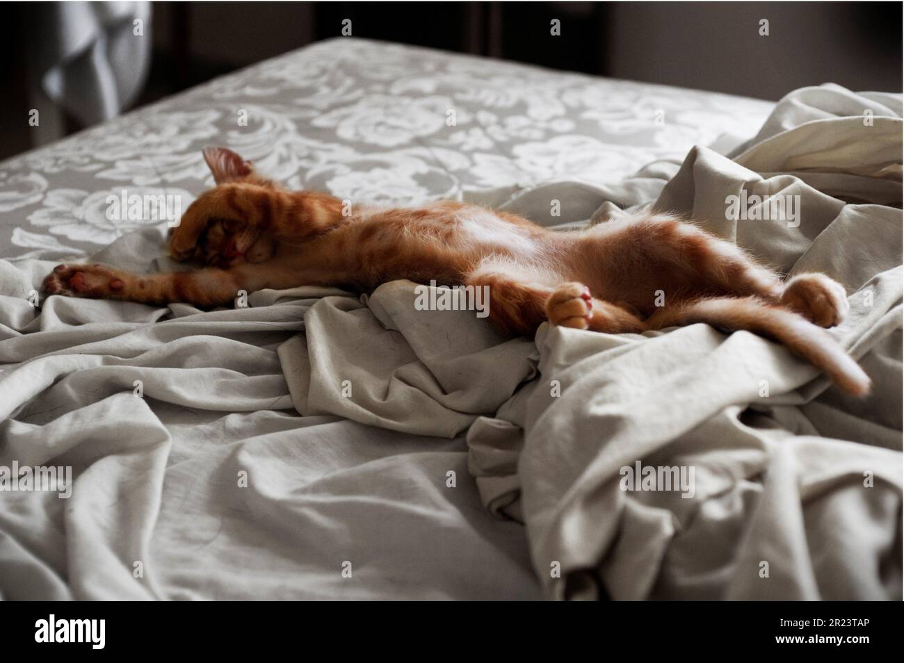An adorable tabby cat peacefully sleeping on a white bed covered with ...