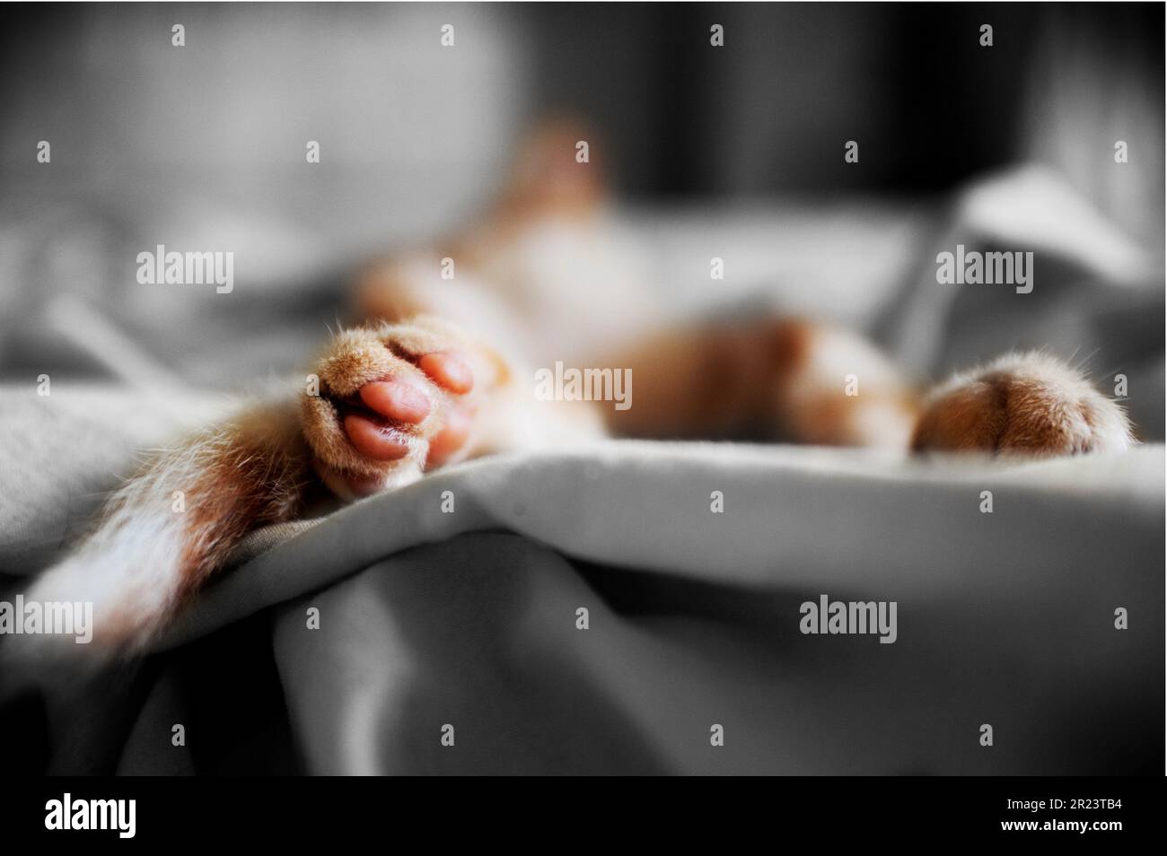 A domestic cat lying on a white bedspread, its front paw extended in a ...