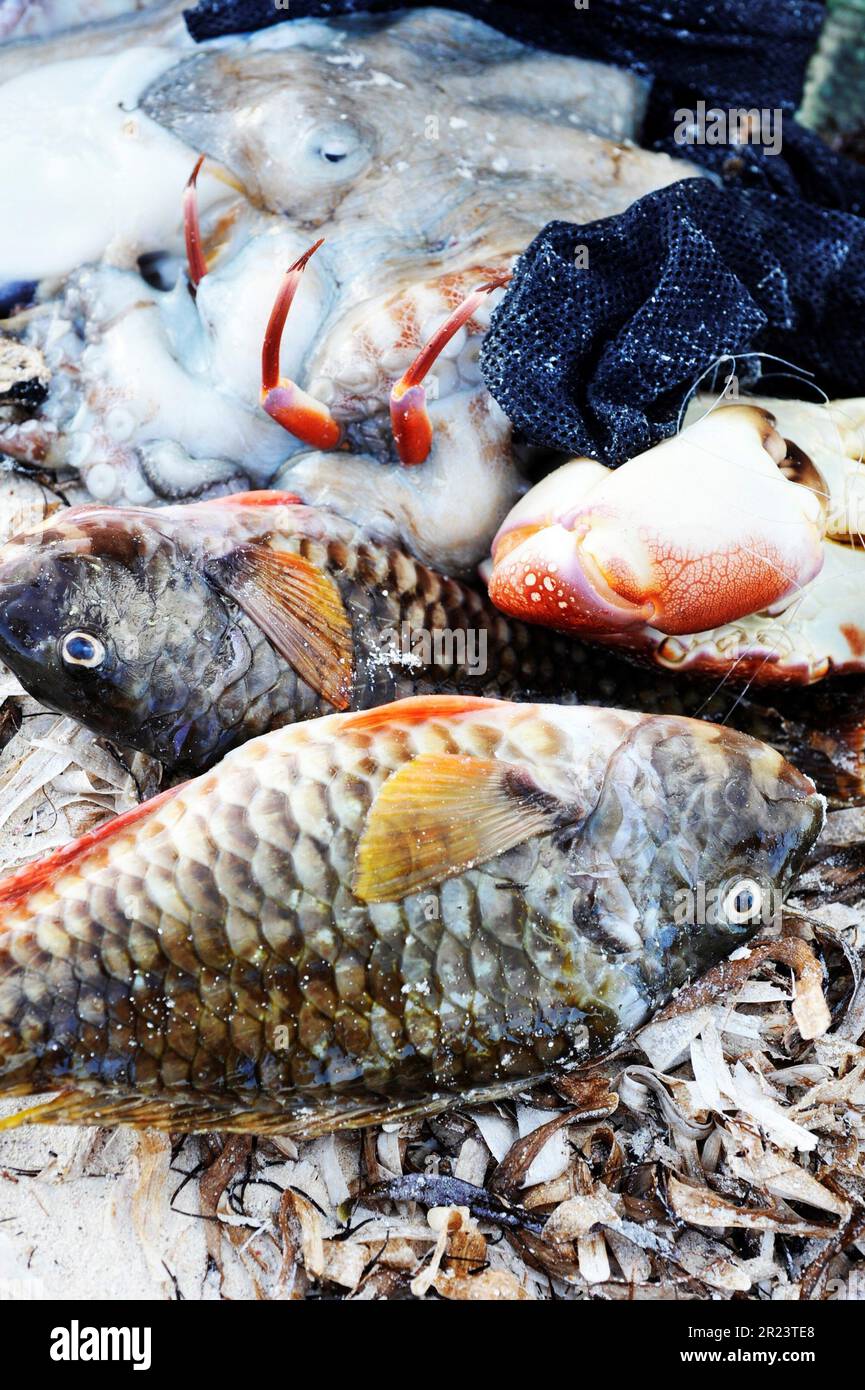 A variety of dead fish and seafood caught by the fishermen Stock Photo ...