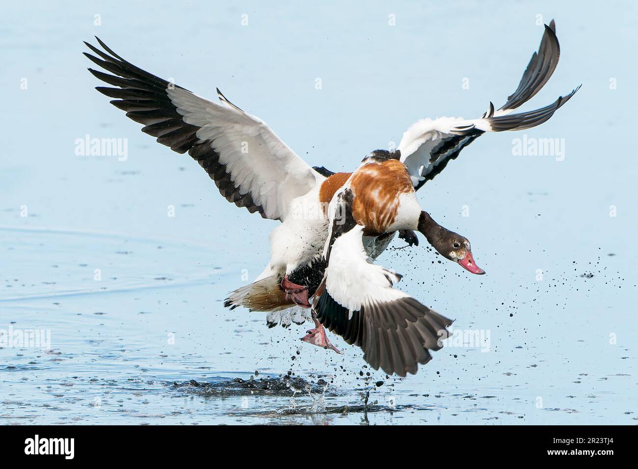 Common Shelduck, Tadorna tadorna, two adults fighting aggressively over ...