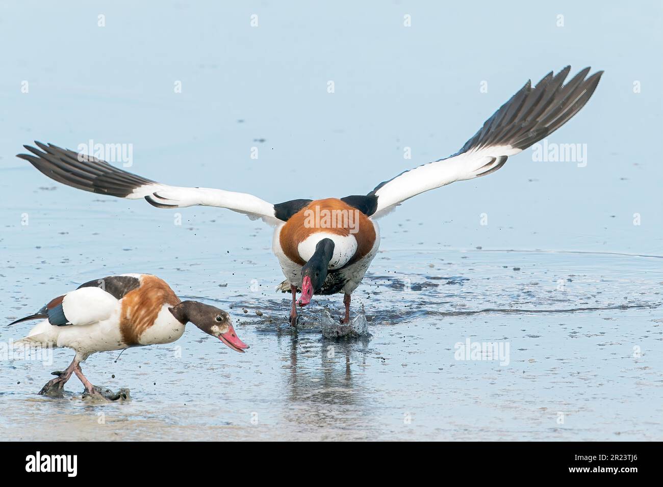 Common Shelduck, Tadorna tadorna, two adults fighting aggressively over ...