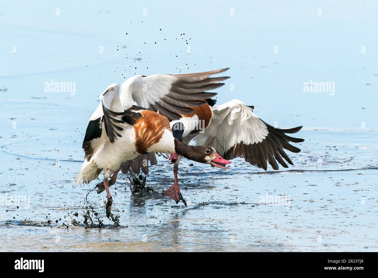 Common Shelduck, Tadorna tadorna, two adults fighting aggressively over ...