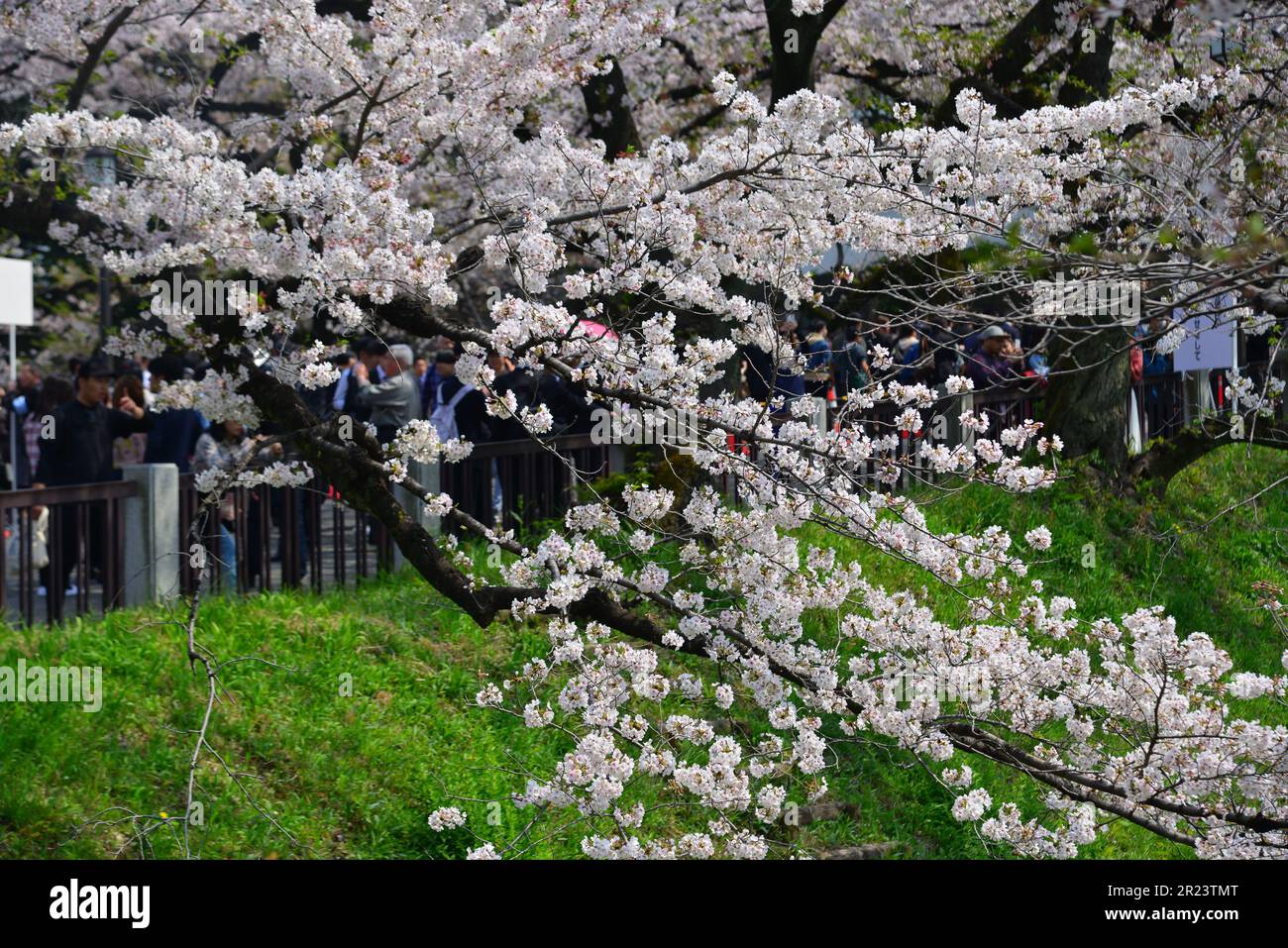 Tokyo, Japan - Apr 7, 2019. Cherry blossom season in Tokyo, Japan ...