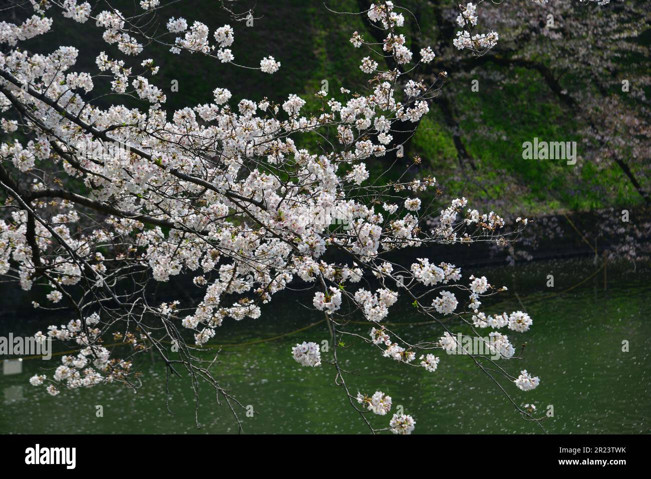 Cherry blossom season in Tokyo, Japan. Watching the cherry blossoms ...