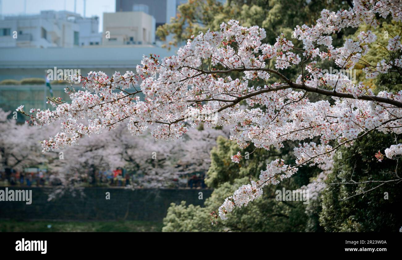 Cherry blossom season in Tokyo, Japan. Watching the cherry blossoms ...