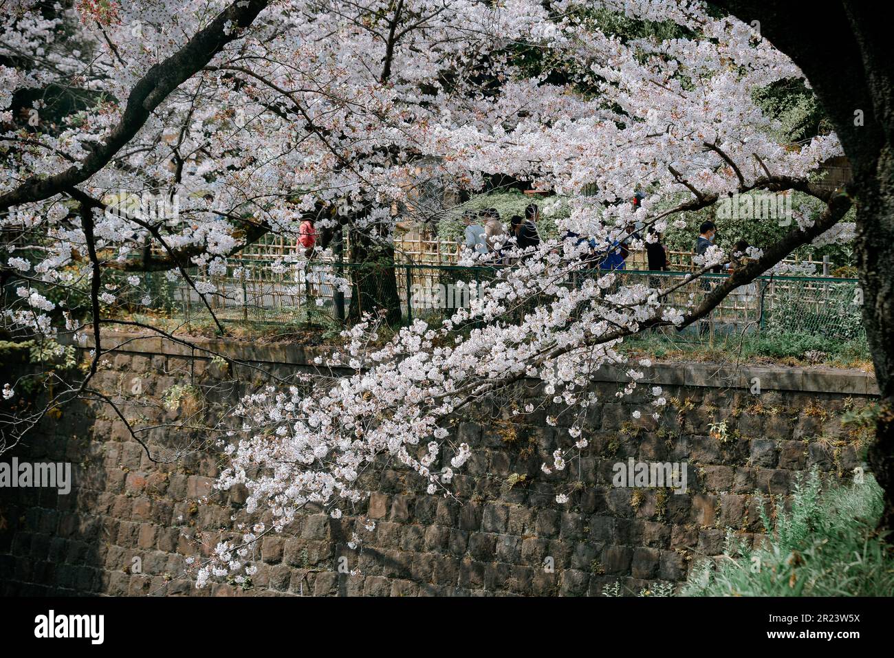 Cherry blossom season in Tokyo, Japan. Watching the cherry blossoms ...