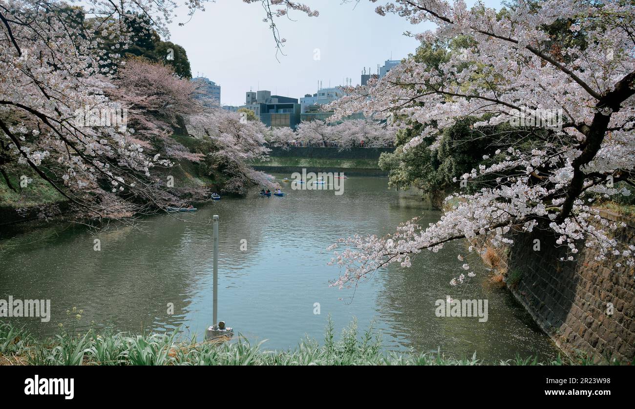 Cherry blossom season in Tokyo, Japan. Watching the cherry blossoms ...