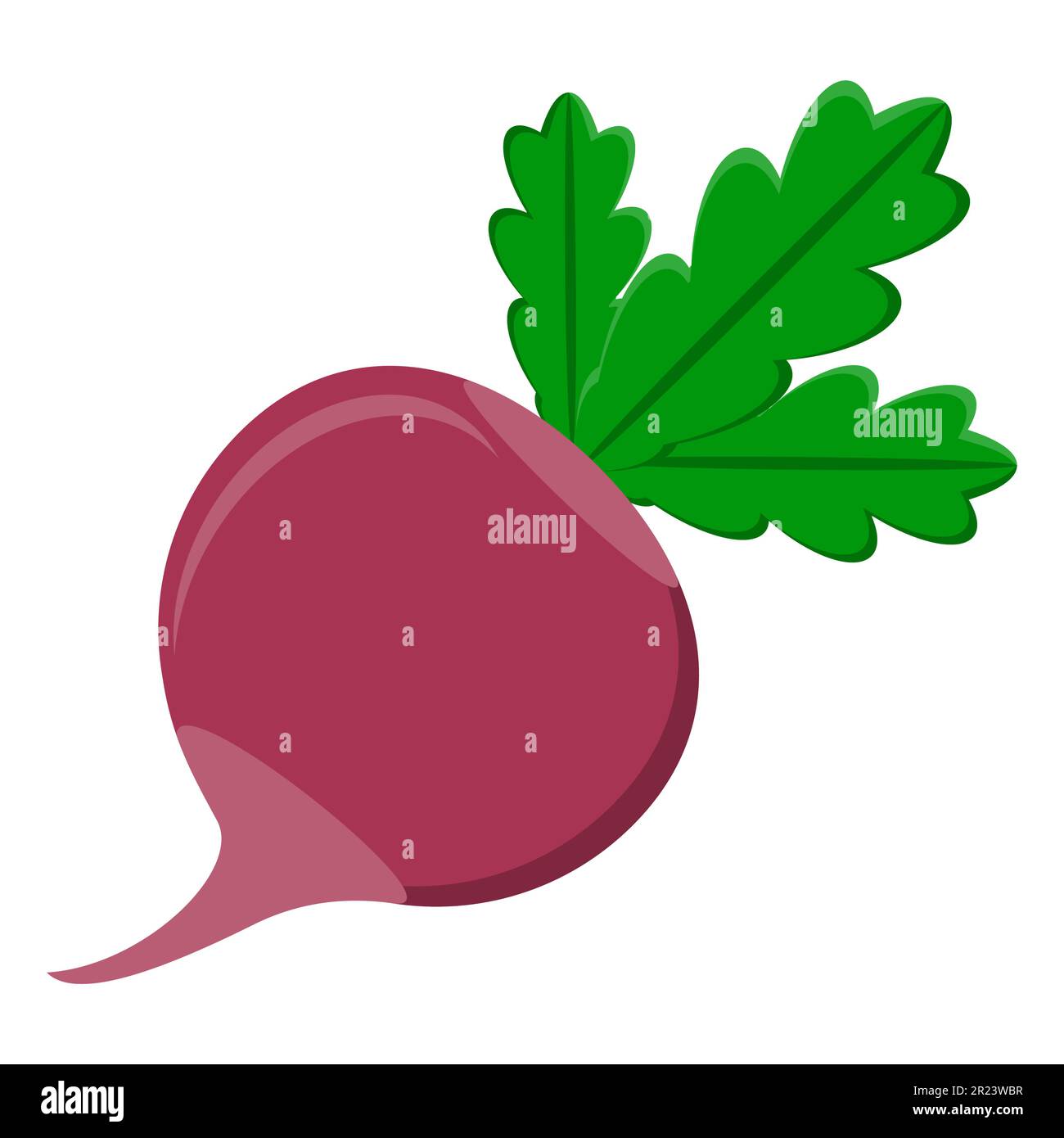Fat radish Stock Vector Images - Alamy