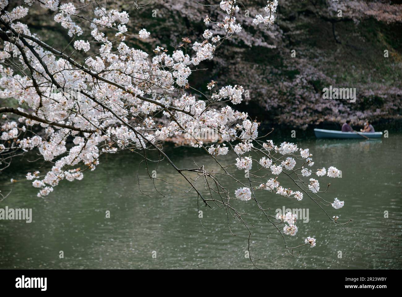 Cherry blossom season in Tokyo, Japan. Watching the cherry blossoms ...