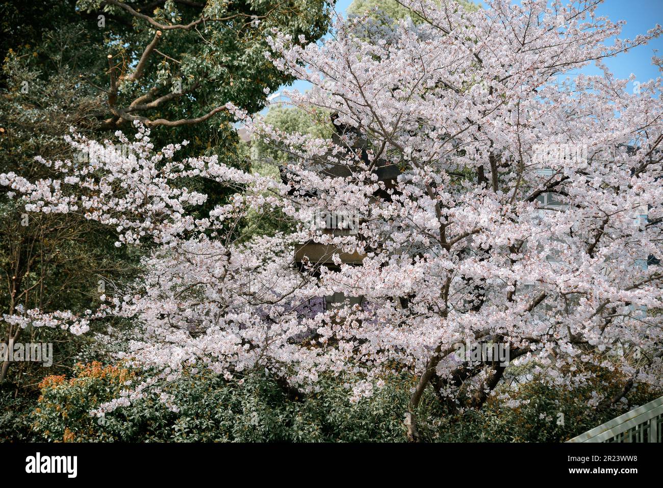 Cherry blossom season in Tokyo, Japan. Watching the cherry blossoms ...