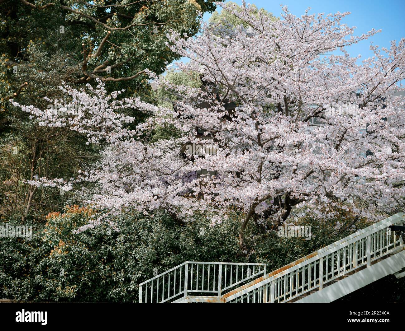 Cherry blossom season in Tokyo, Japan. Watching the cherry blossoms ...