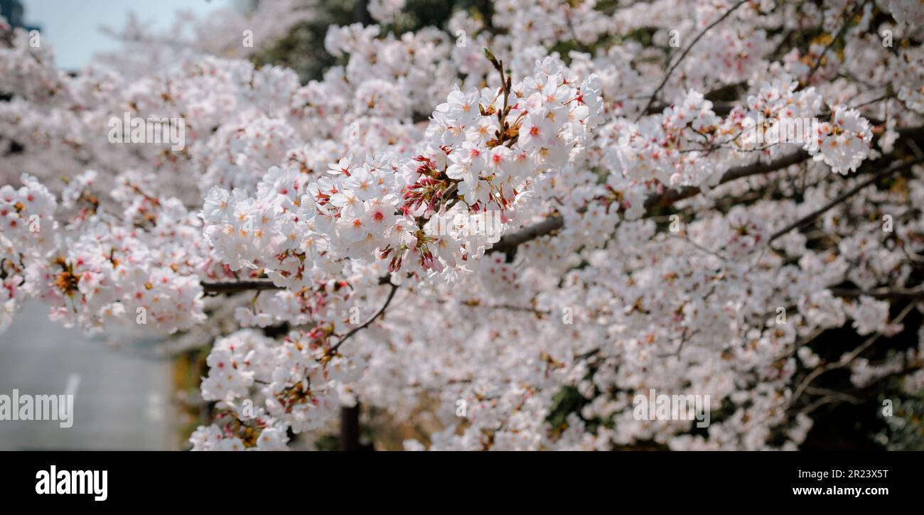 Cherry blossom season in Tokyo, Japan. Watching the cherry blossoms ...