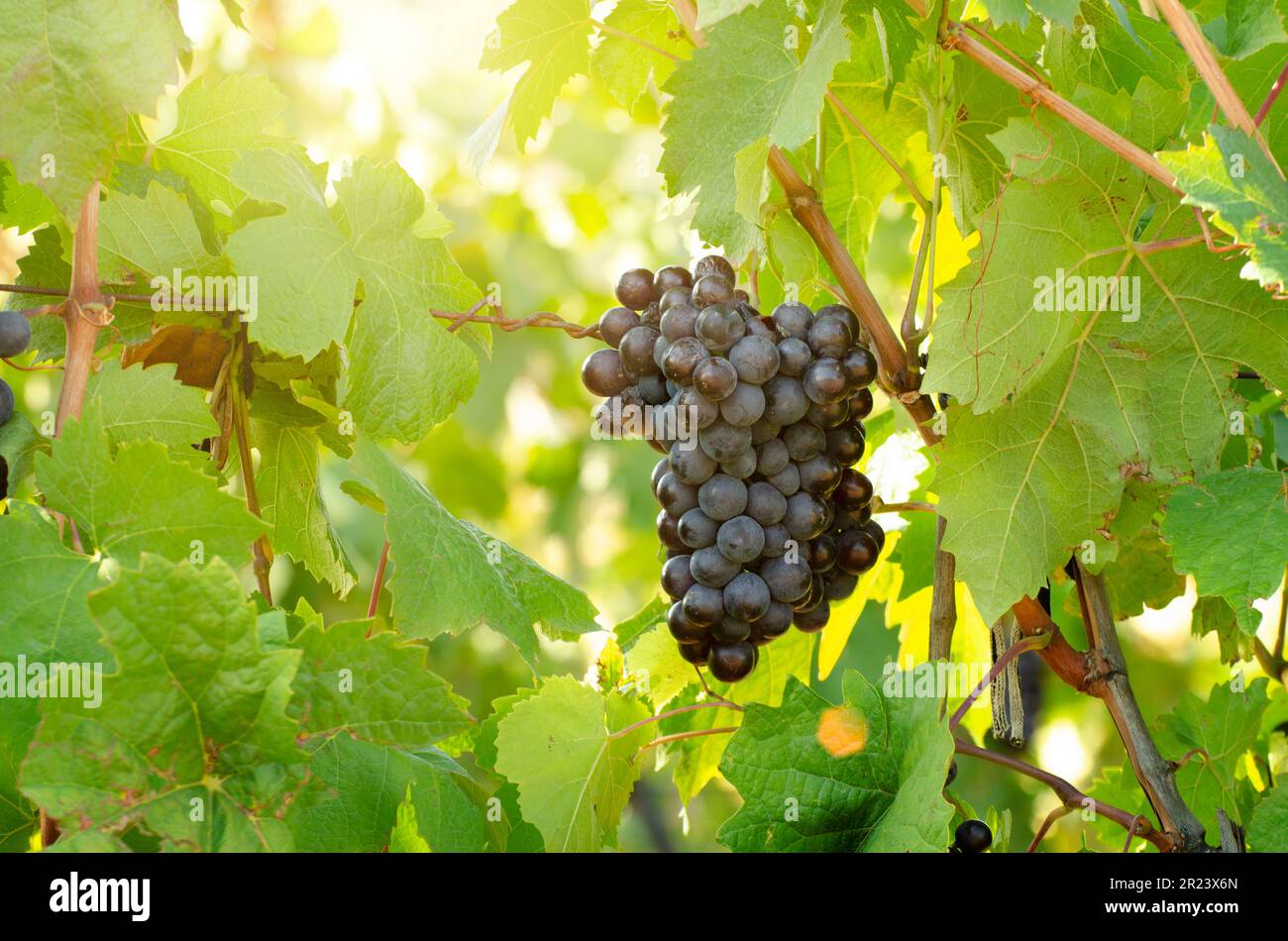 Blue grape cluster on vine closeup photo Stock Photo - Alamy