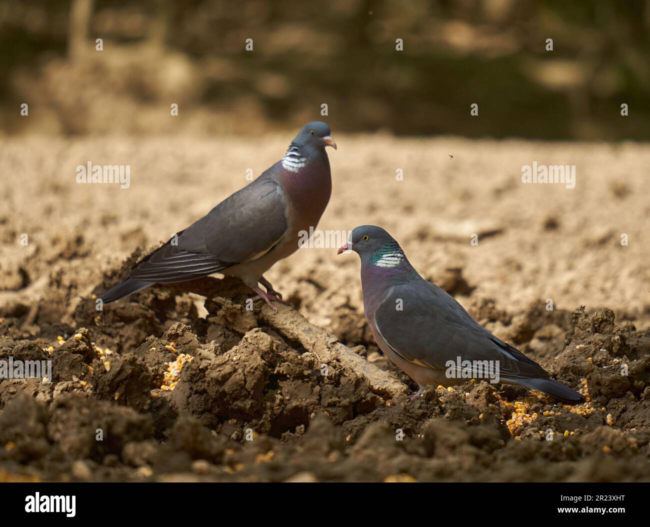 Wood pigeon foraging for food on the forest ground Stock Photo - Alamy