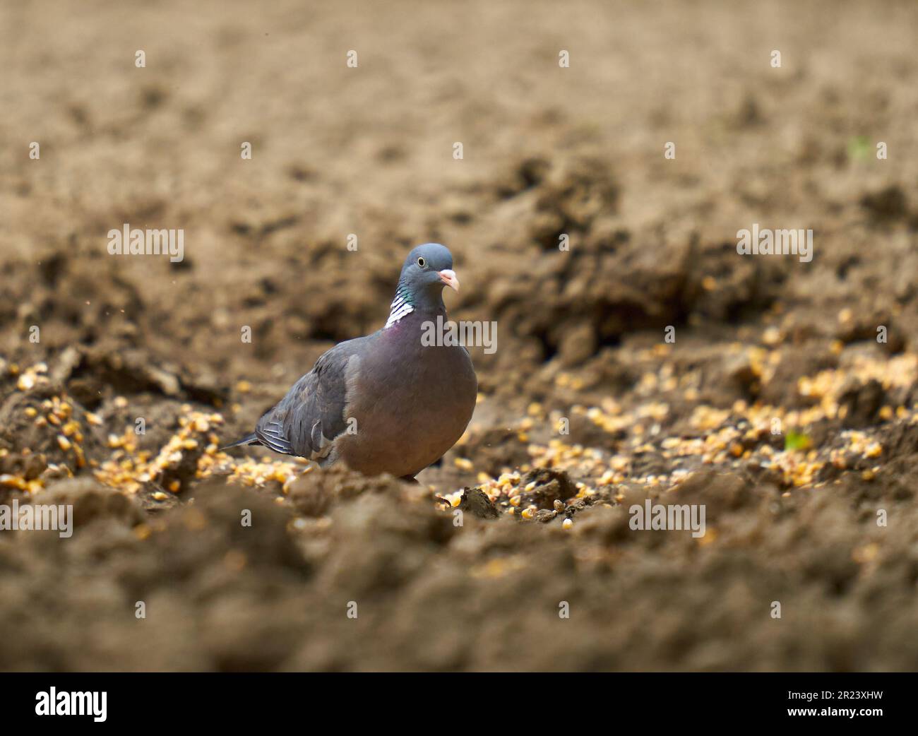 Wood pigeon foraging for food on the forest ground Stock Photo - Alamy