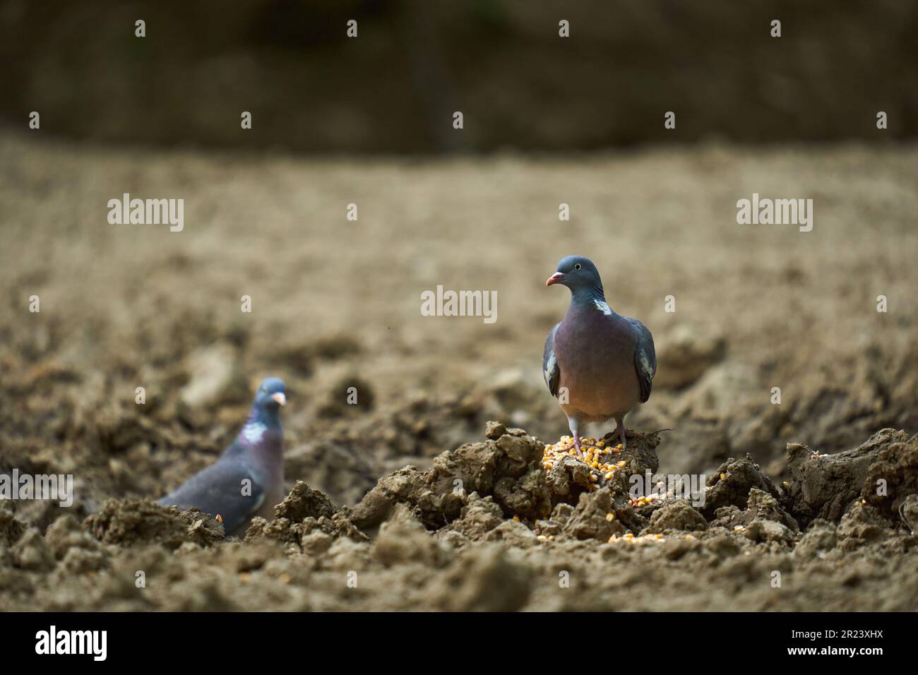 Wood pigeon foraging for food on the forest ground Stock Photo - Alamy