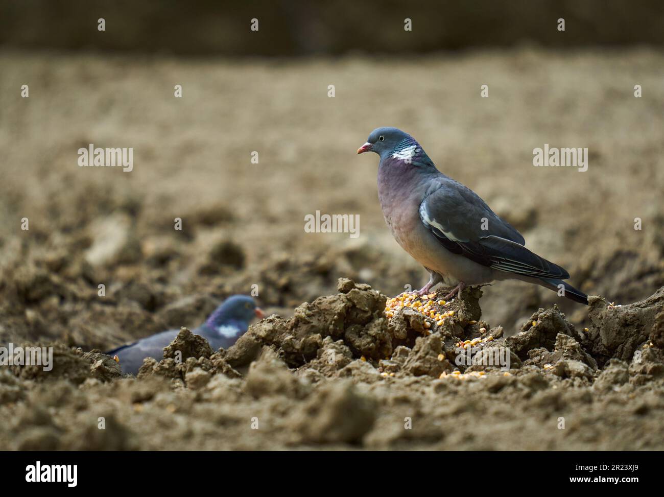 Wood pigeon foraging for food on the forest ground Stock Photo - Alamy