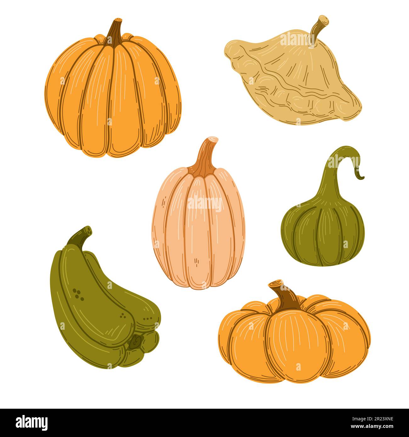 Squashes squash Stock Vector Images - Alamy