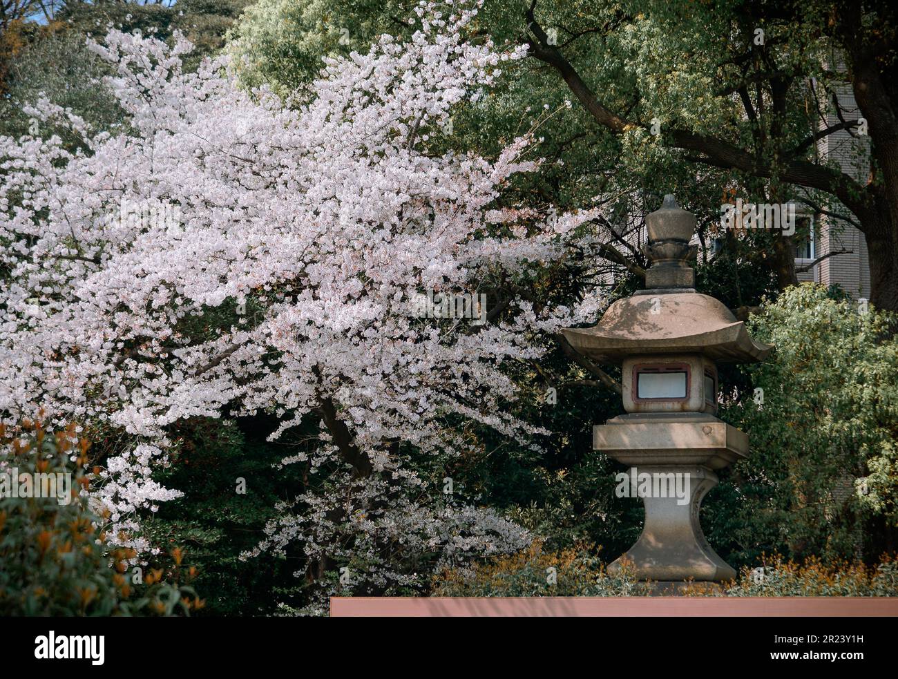 Cherry blossom season in Tokyo, Japan. Watching the cherry blossoms ...