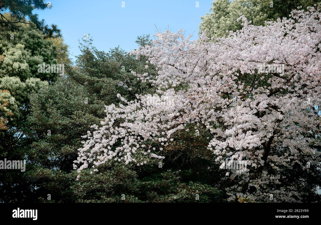 Cherry blossom season in Tokyo, Japan. Watching the cherry blossoms ...