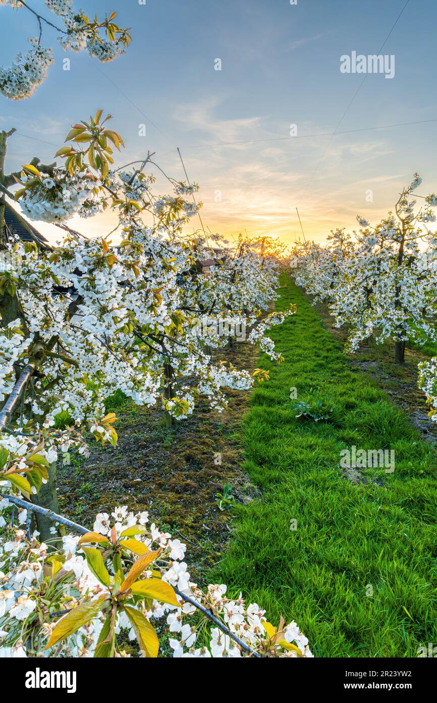 A picturesque apple orchard basking in the morning sunlight Stock Photo ...
