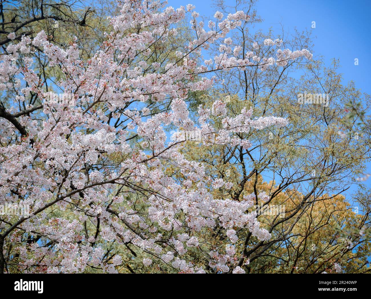 Cherry blossom season in Tokyo, Japan. Watching the cherry blossoms ...