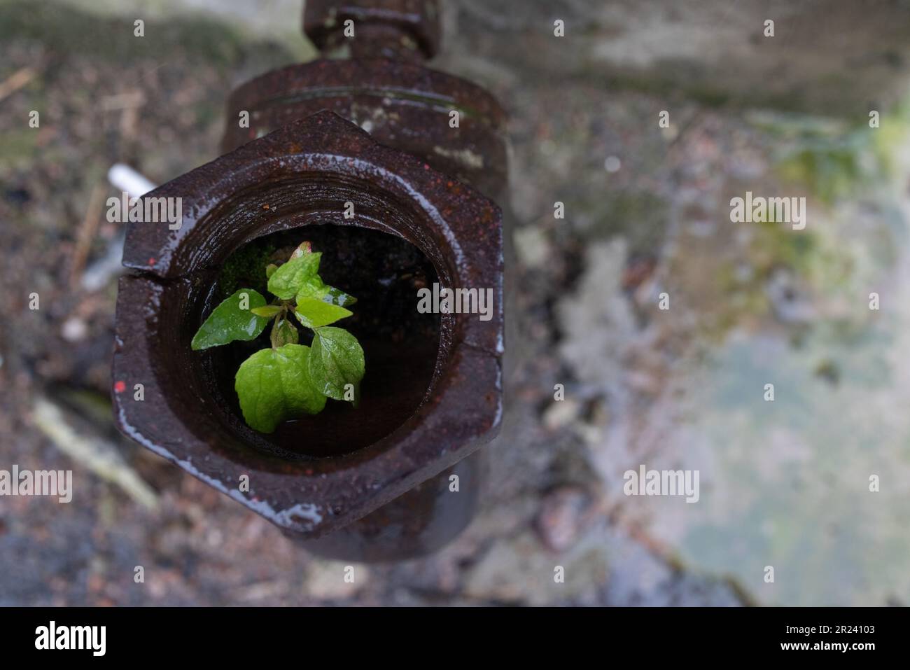 Plant grows from a rusty pipe. Germ of plant. New life. Plant embryo ...