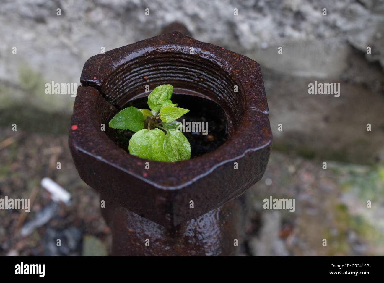 Plant grows from a rusty pipe. Germ of plant. New life. Plant embryo ...
