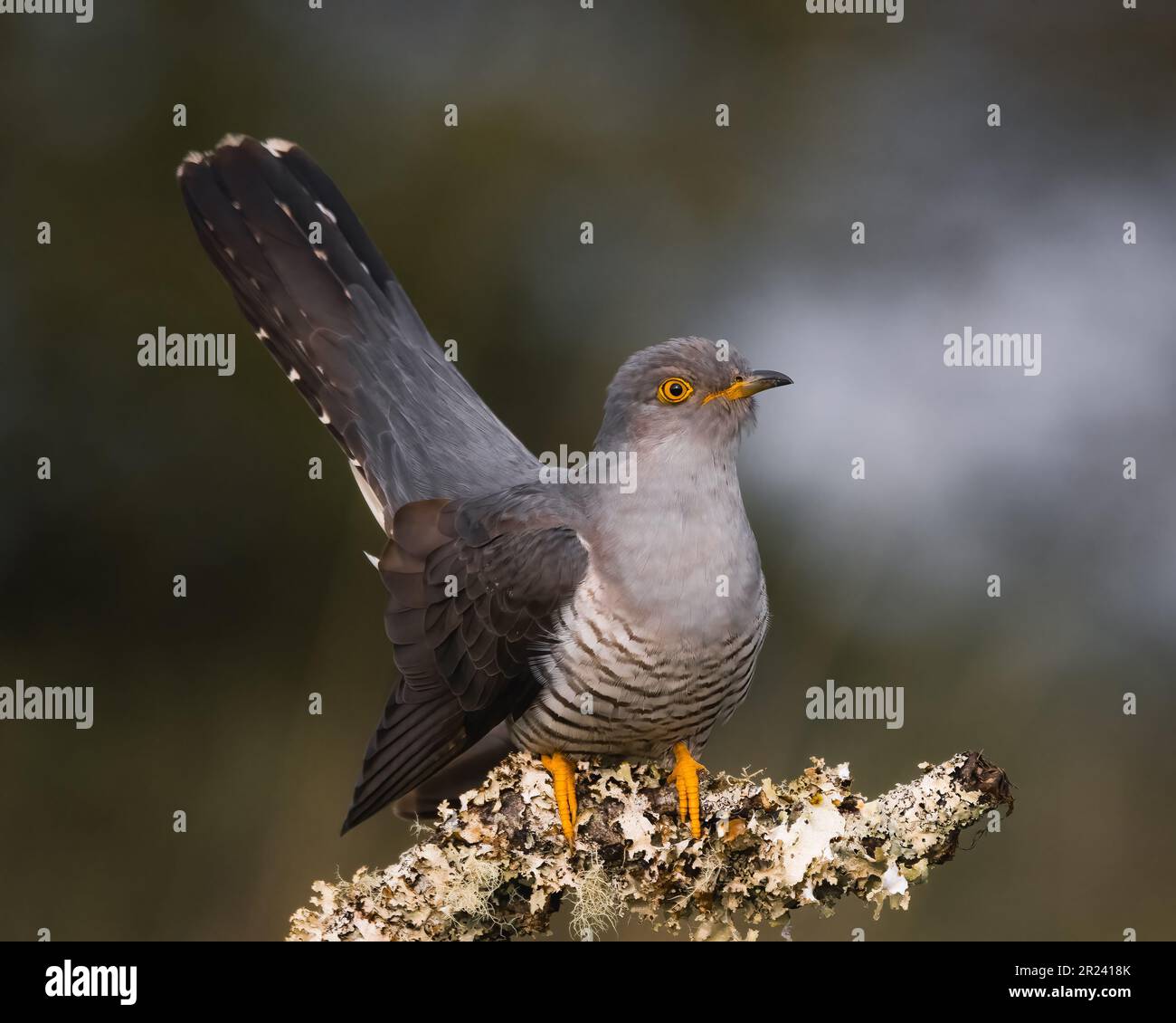 NOW Spring has finally arrived images of the UK’s fair weather friends ...