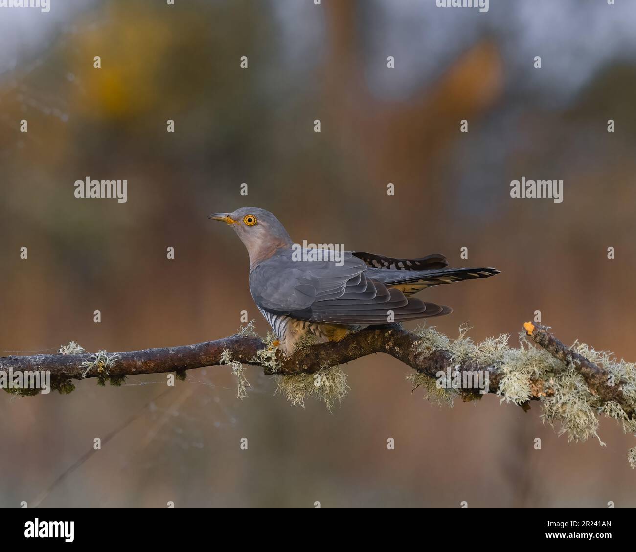 NOW Spring has finally arrived images of the UK’s fair weather friends ...