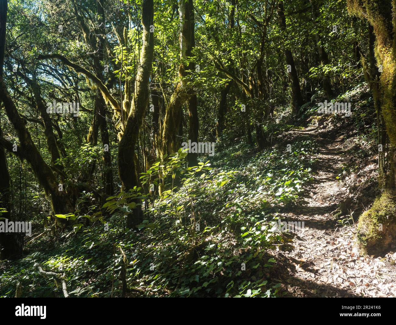 Narrow footpath through laurisilva forest with twisted branches of ...