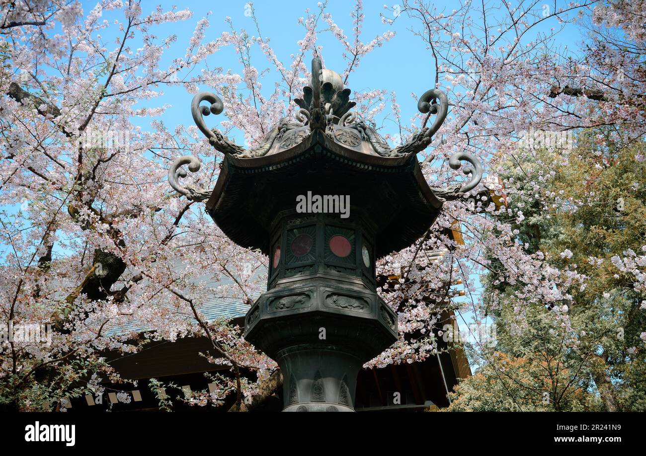Cherry blossom season in Tokyo, Japan. Watching the cherry blossoms ...