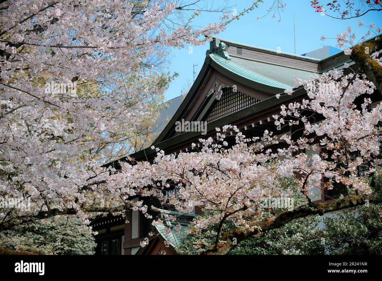 Cherry blossom season in Tokyo, Japan. Watching the cherry blossoms ...