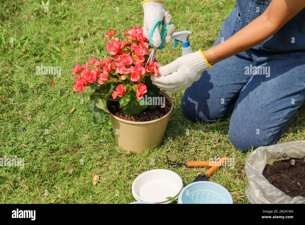 Hands of woman trimming and pruning on her flower pot - Cultivation and ...