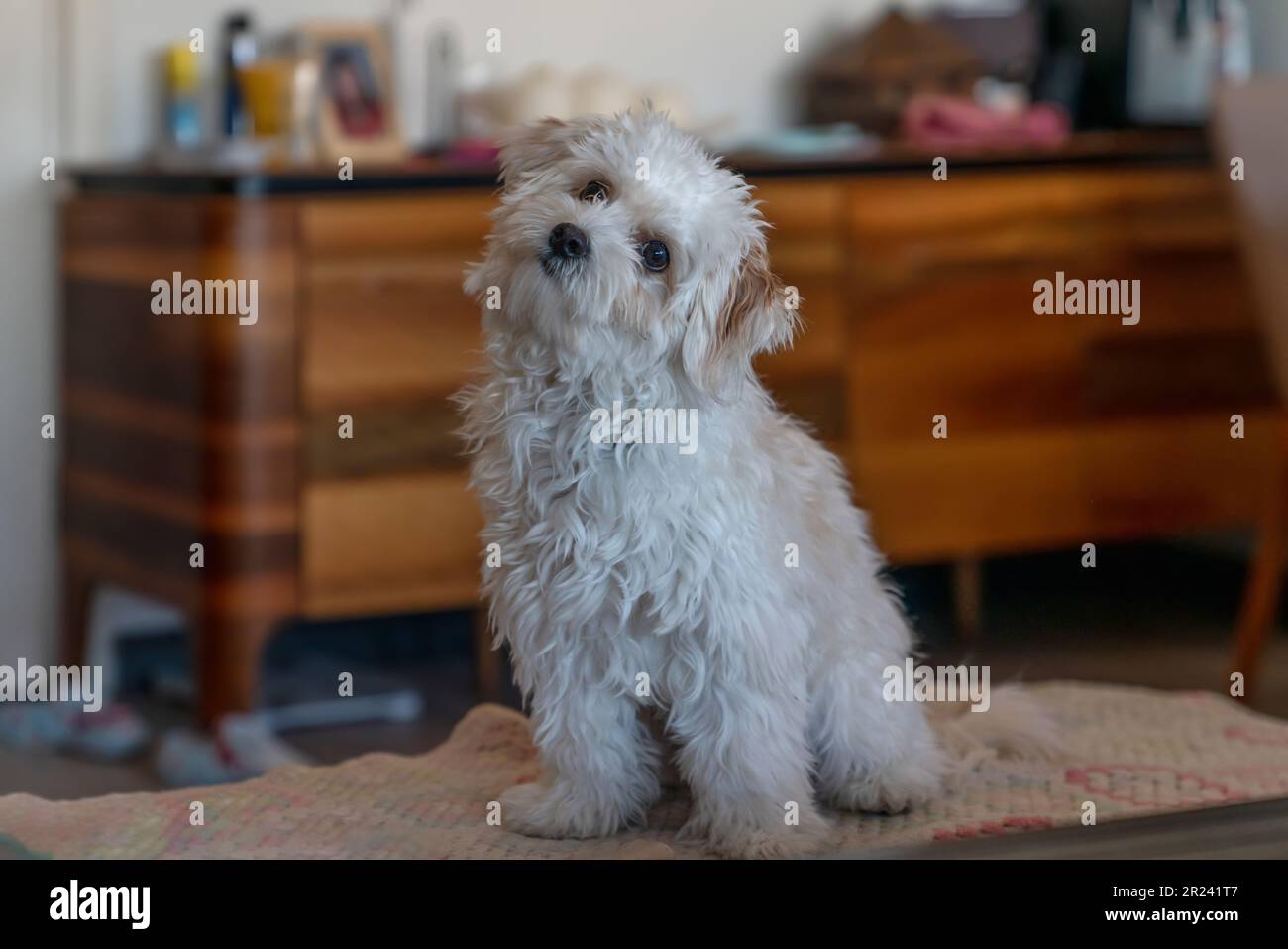 The white maltipoo dog is looking in a cute way. Maltipoo is a mix of ...