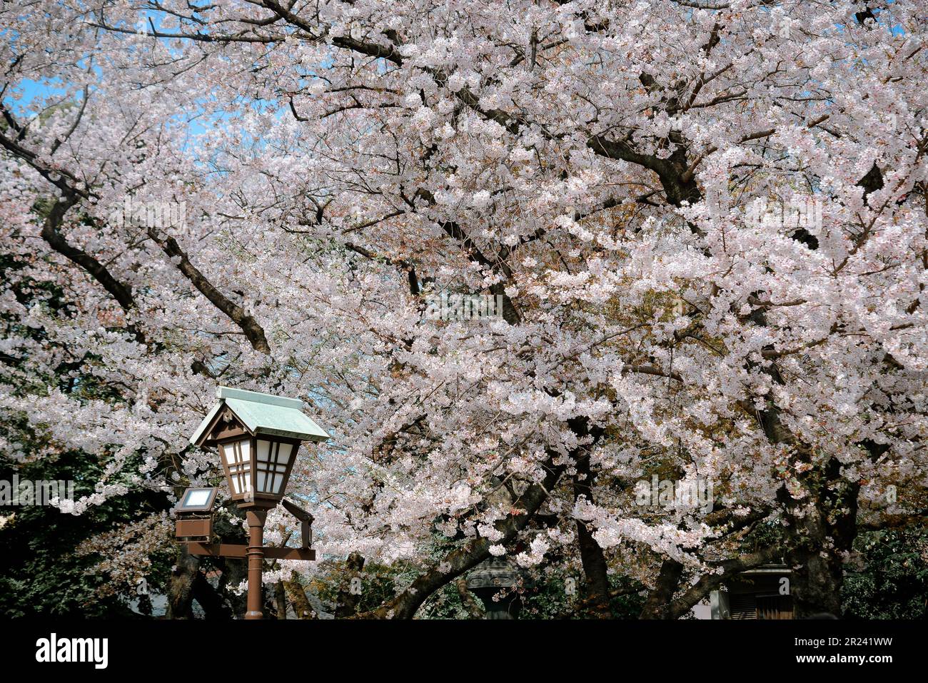 Cherry blossom season in Tokyo, Japan. Watching the cherry blossoms ...
