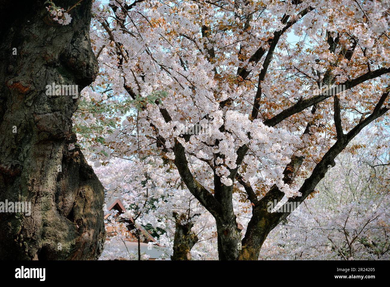 Cherry blossom season in Tokyo, Japan. Watching the cherry blossoms ...