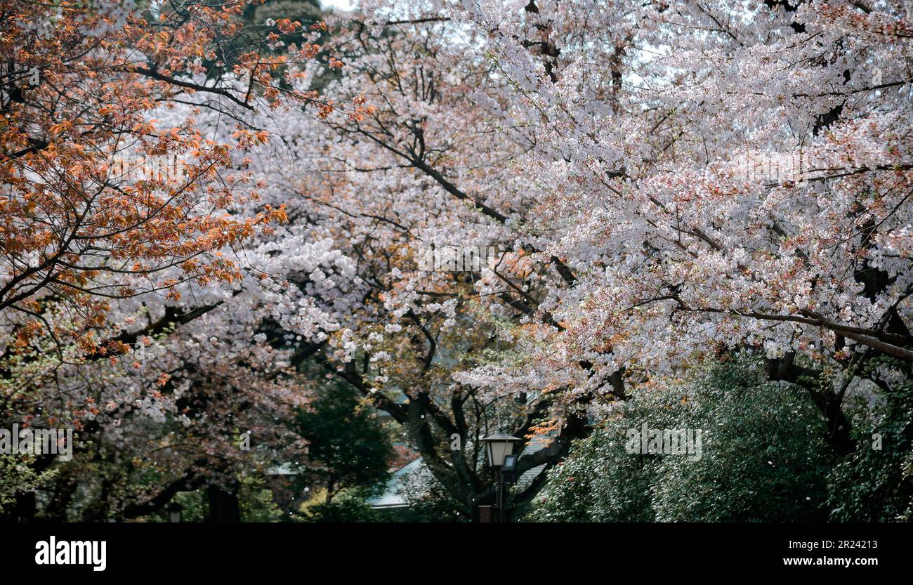 Cherry blossom season in Tokyo, Japan. Watching the cherry blossoms ...