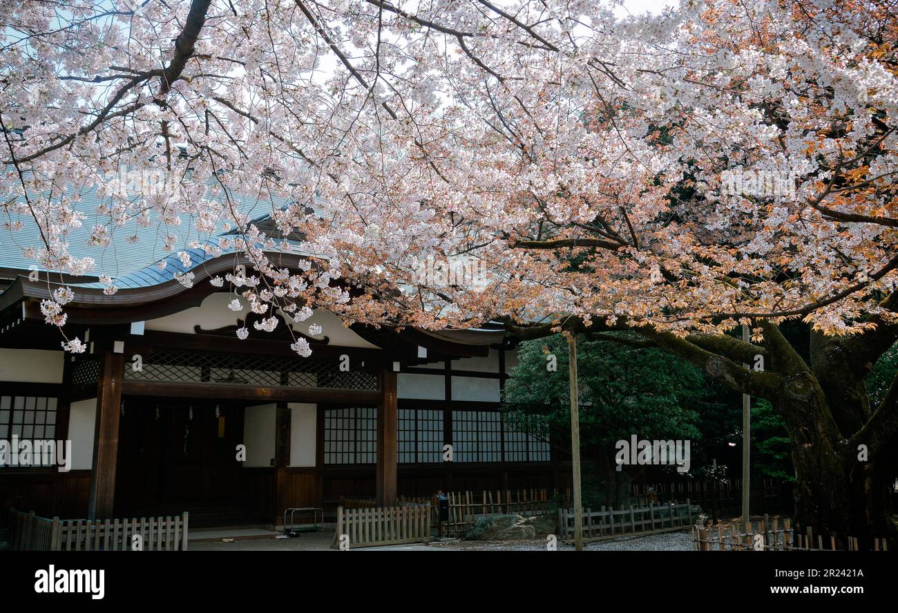 Cherry blossom season in Tokyo, Japan. Watching the cherry blossoms ...
